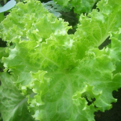 Good growing organic vegetables in Davao City! — Live in the Philippines