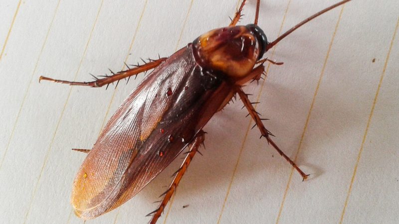 Animals Archives - Live in the Philippines